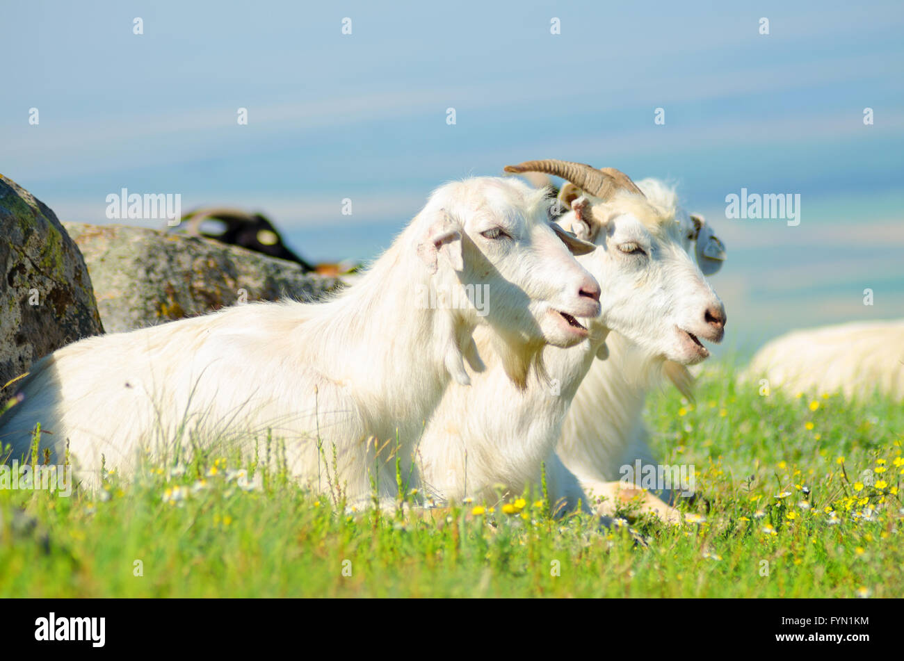 Two goats sitting in hi-res stock photography and images - Alamy