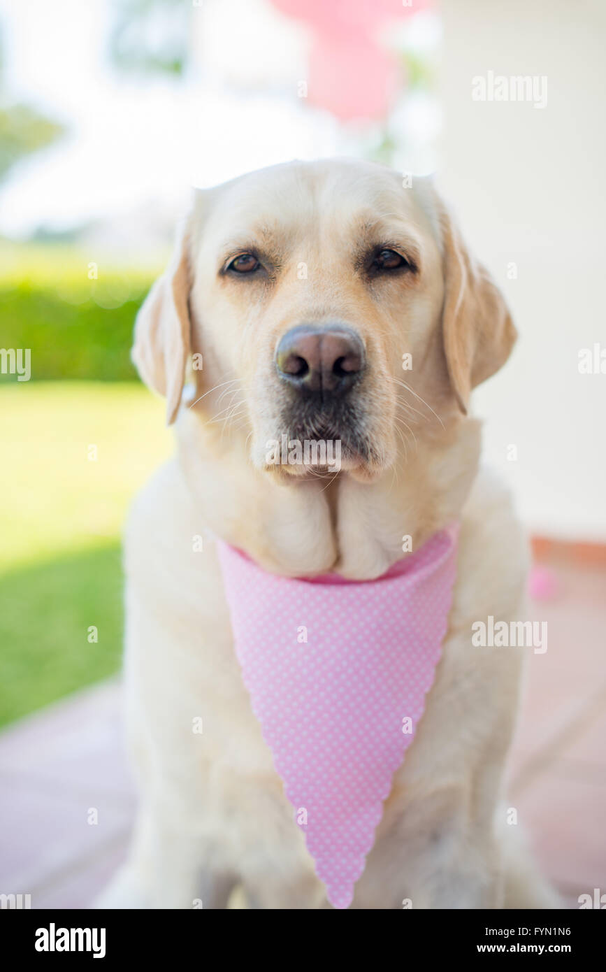Beige Labrador Decorated With Pink Scarf Stock Photo - Alamy
