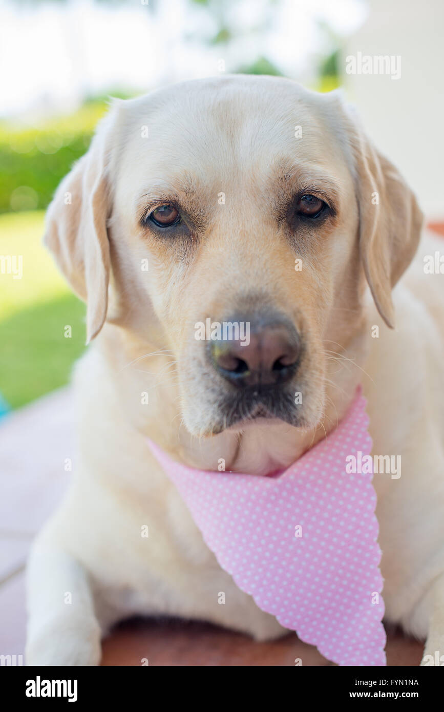 Labrador party hi-res stock photography and images - Alamy