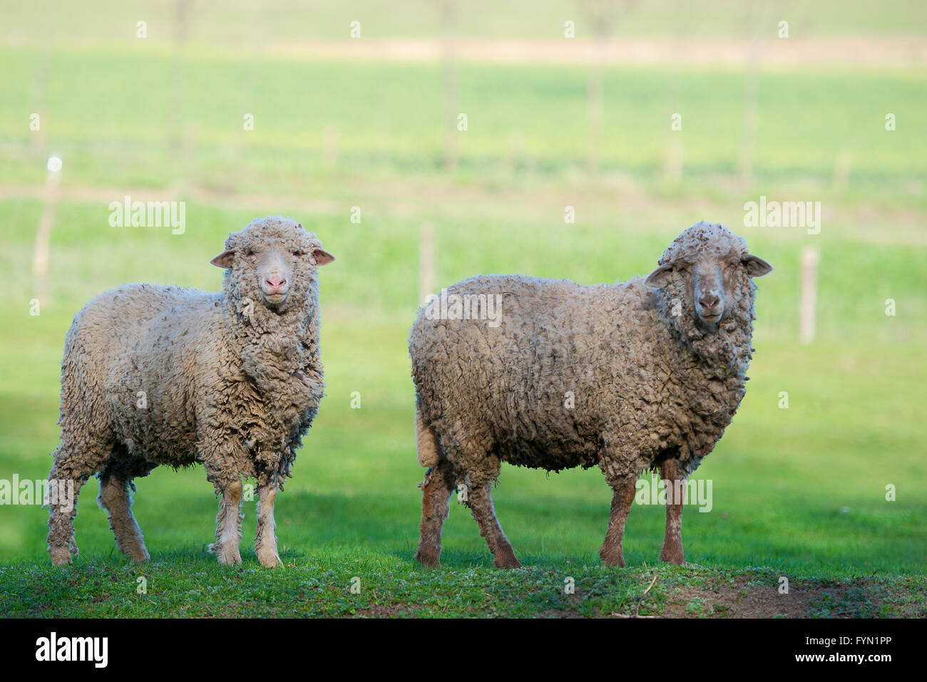 Two sheep on freshly pasture Stock Photo - Alamy