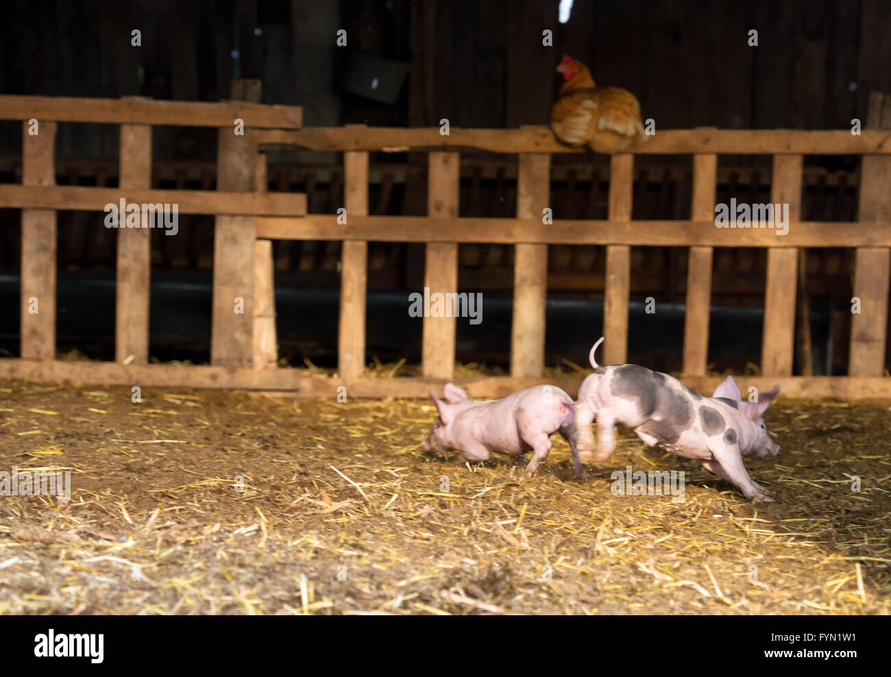 Cute piglets at the farm playing Stock Photo - Alamy