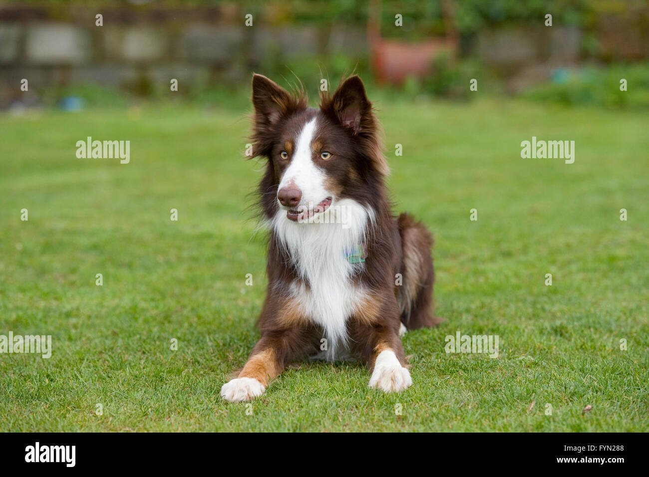 Red Border Collie High Resolution Stock Photography and Images - Alamy