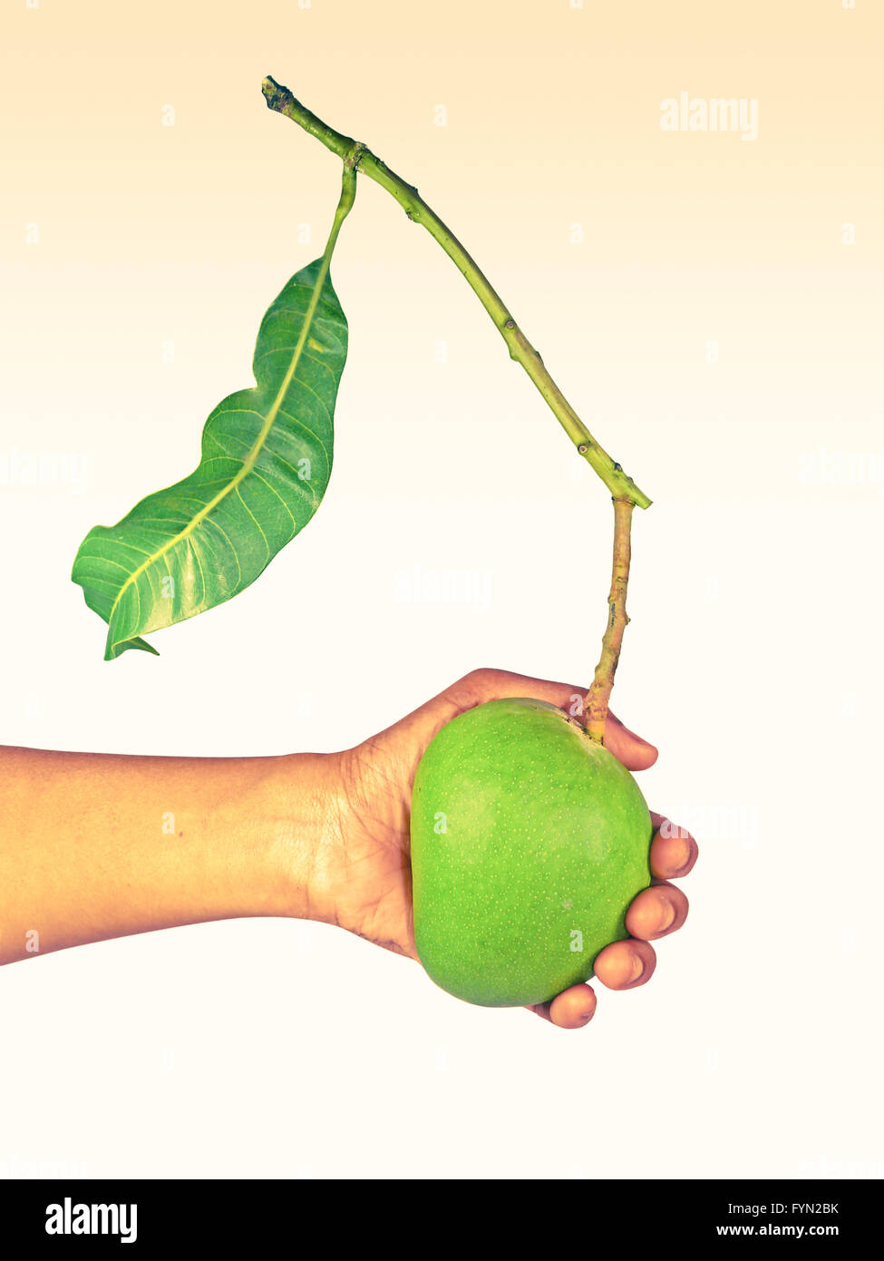 Mangifera indica l hi-res stock photography and images - Alamy