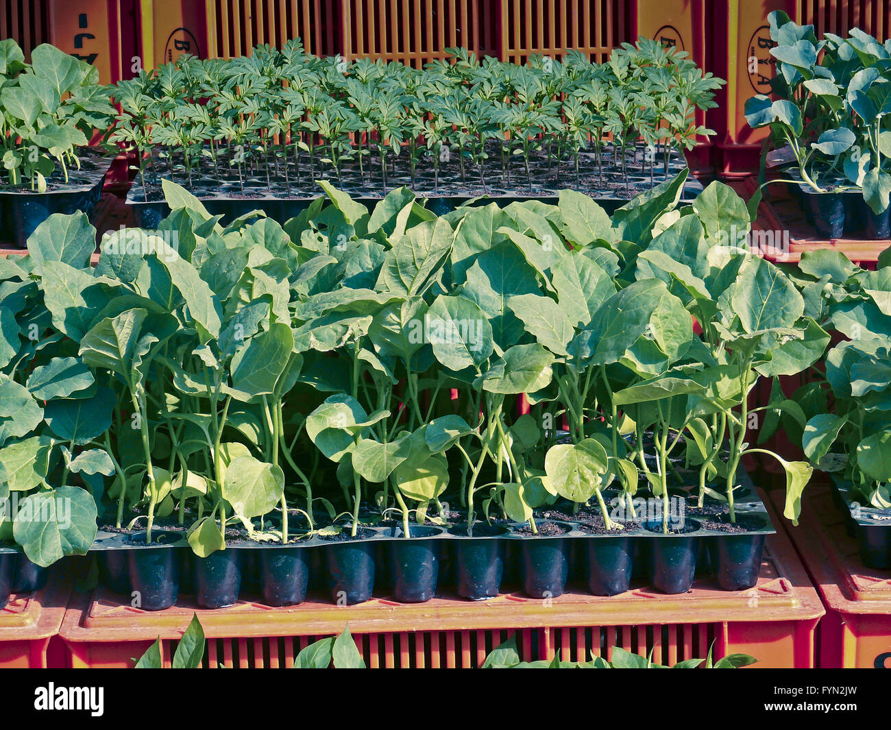 Young plants of Brinjals Stock Photo - Alamy