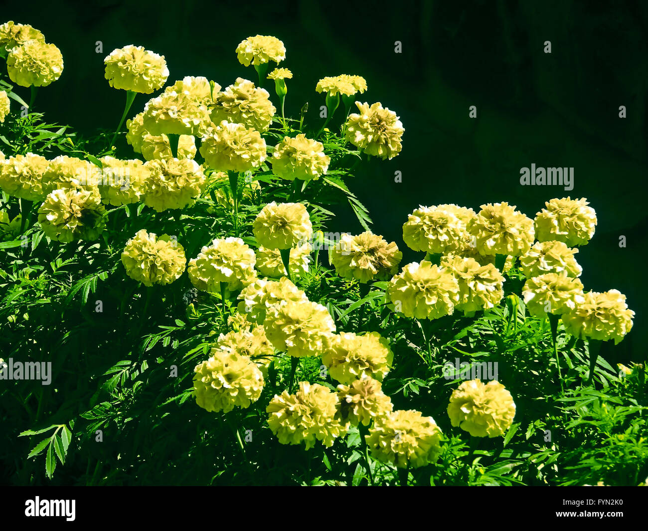 white Marigold flowers Stock Photo - Alamy