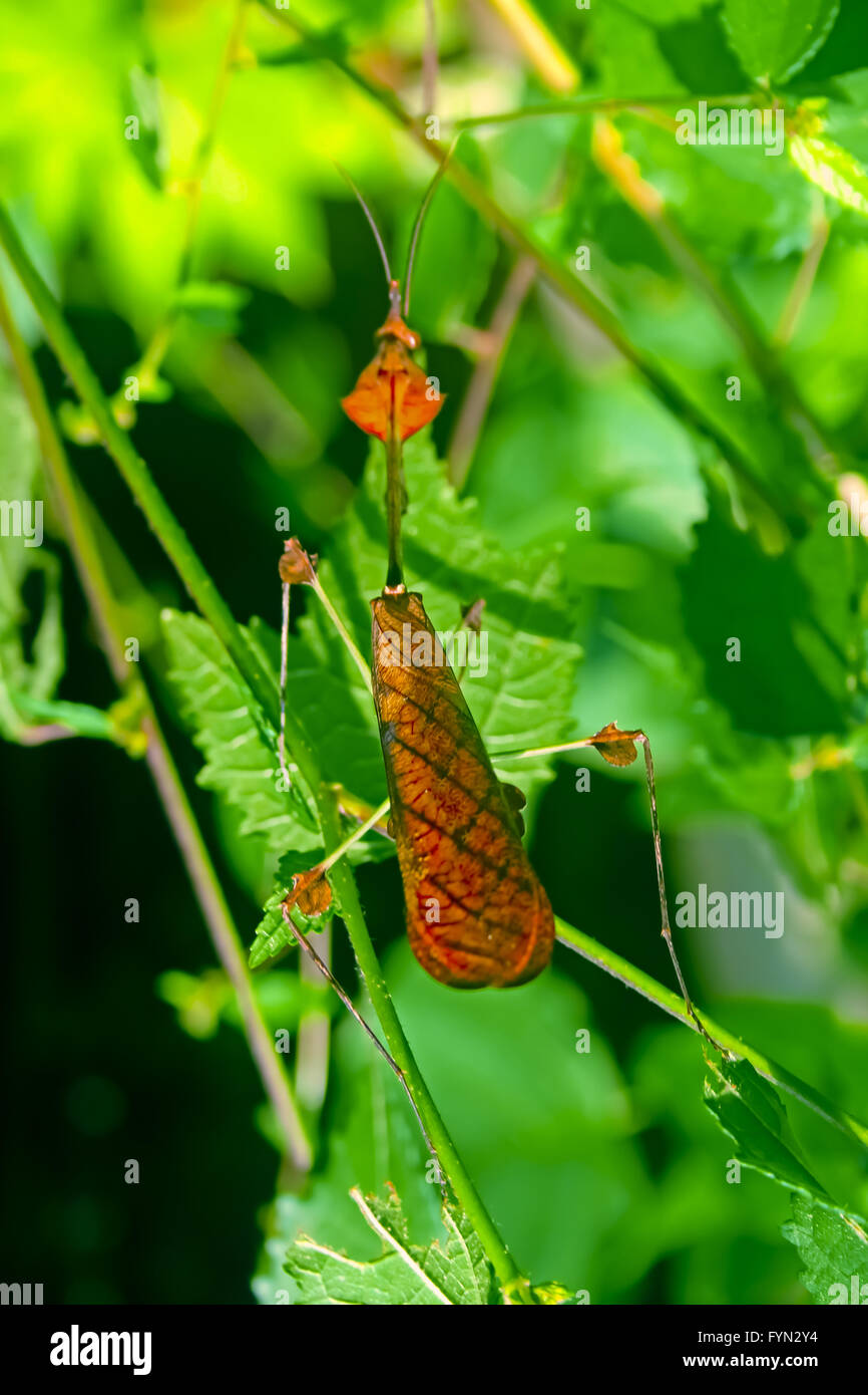Violin Mantis male Stock Photo - Alamy