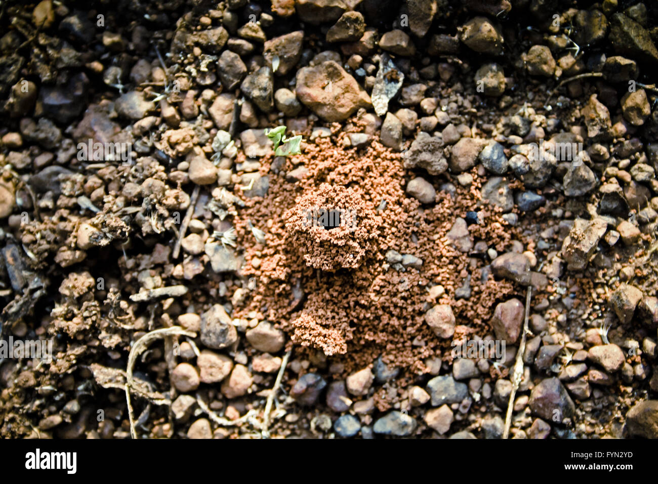 An anthill in the soil Stock Photo - Alamy