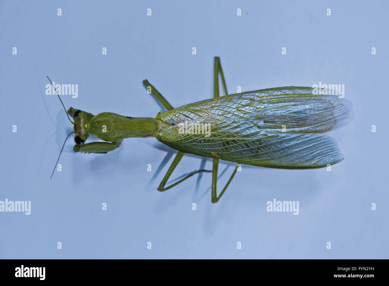 Australian praying mantis hi-res stock photography and images - Alamy