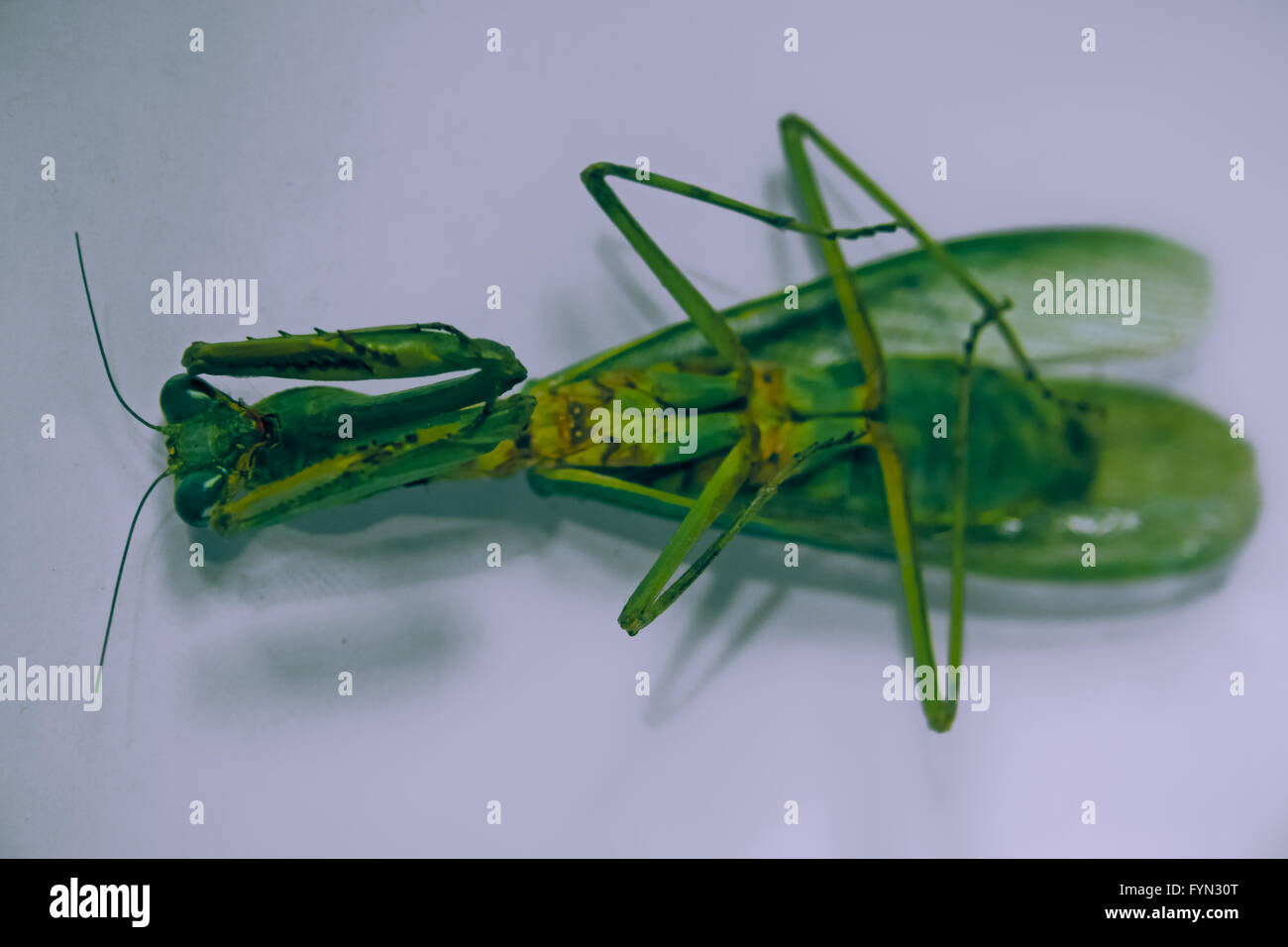 Australian praying mantis hi-res stock photography and images - Alamy