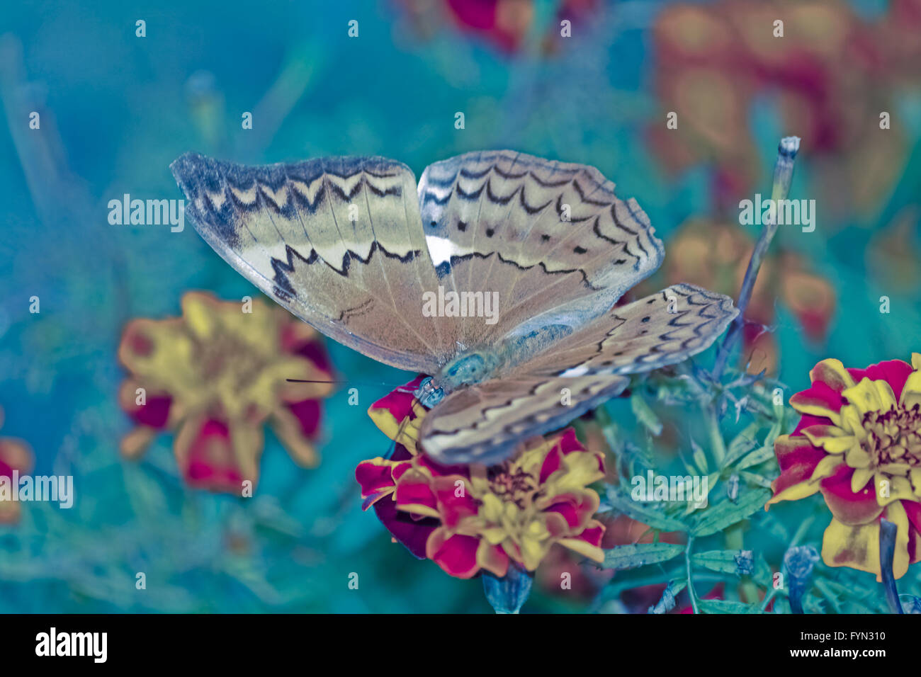 Cirrochroa thais tamil insect butterfly hi-res stock photography and ...