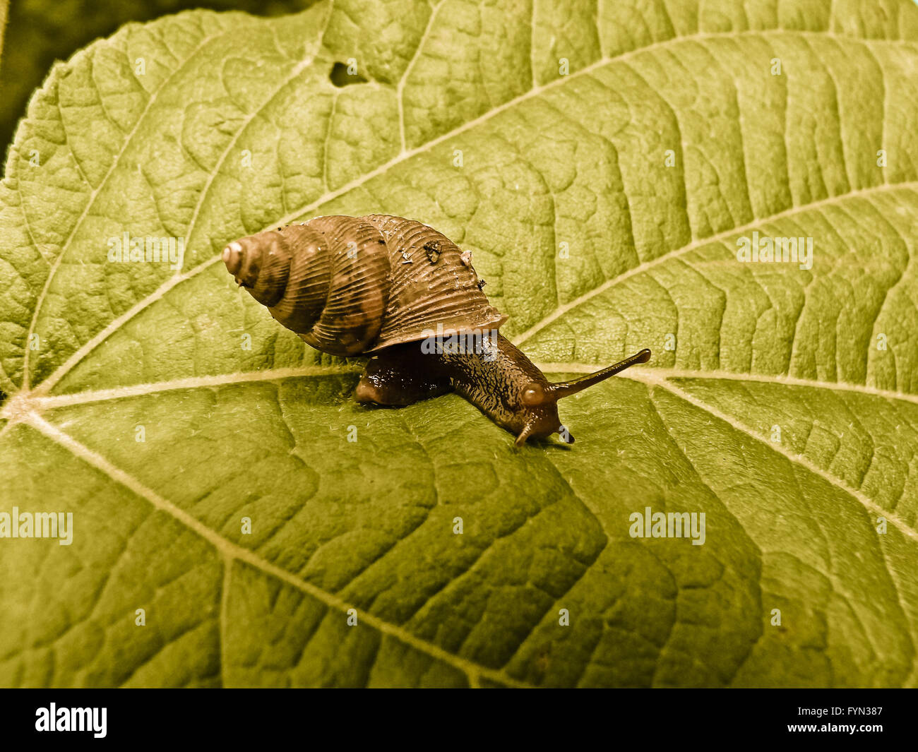 Helicidae hi-res stock photography and images - Alamy
