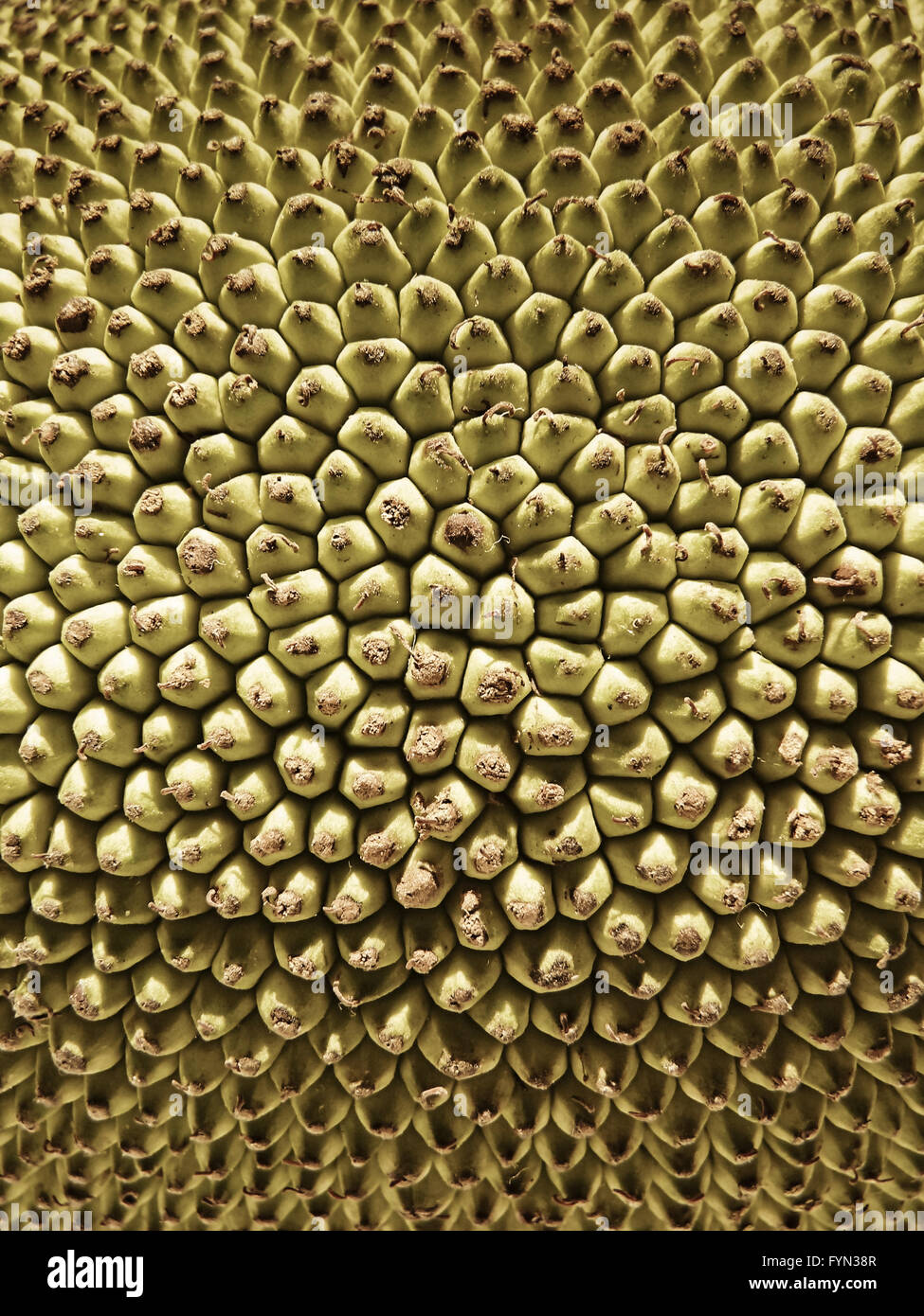 Largest tree borne fruit hi-res stock photography and images - Alamy