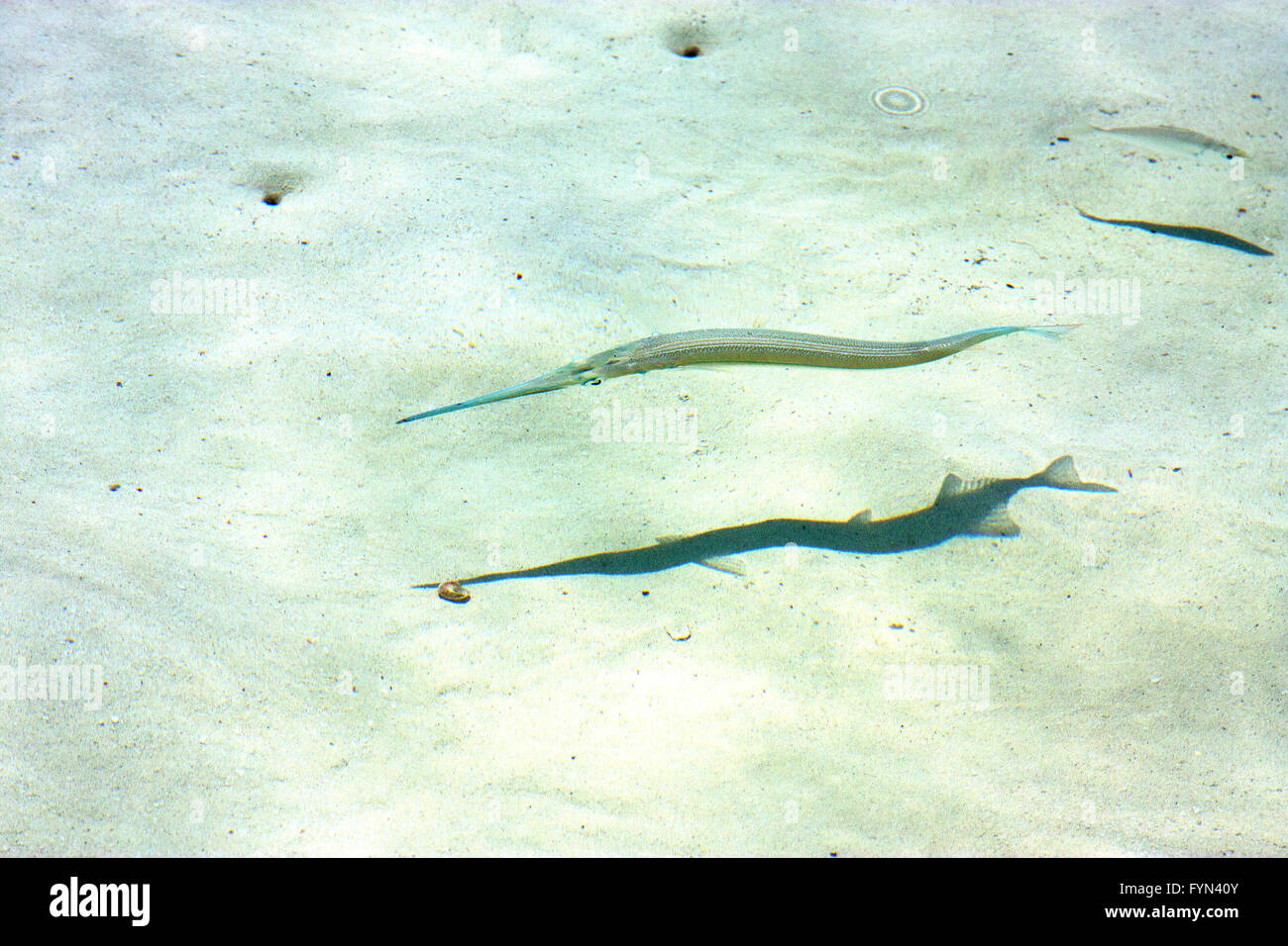 fish isla contoy in mexico foam the sunny Stock Photo - Alamy