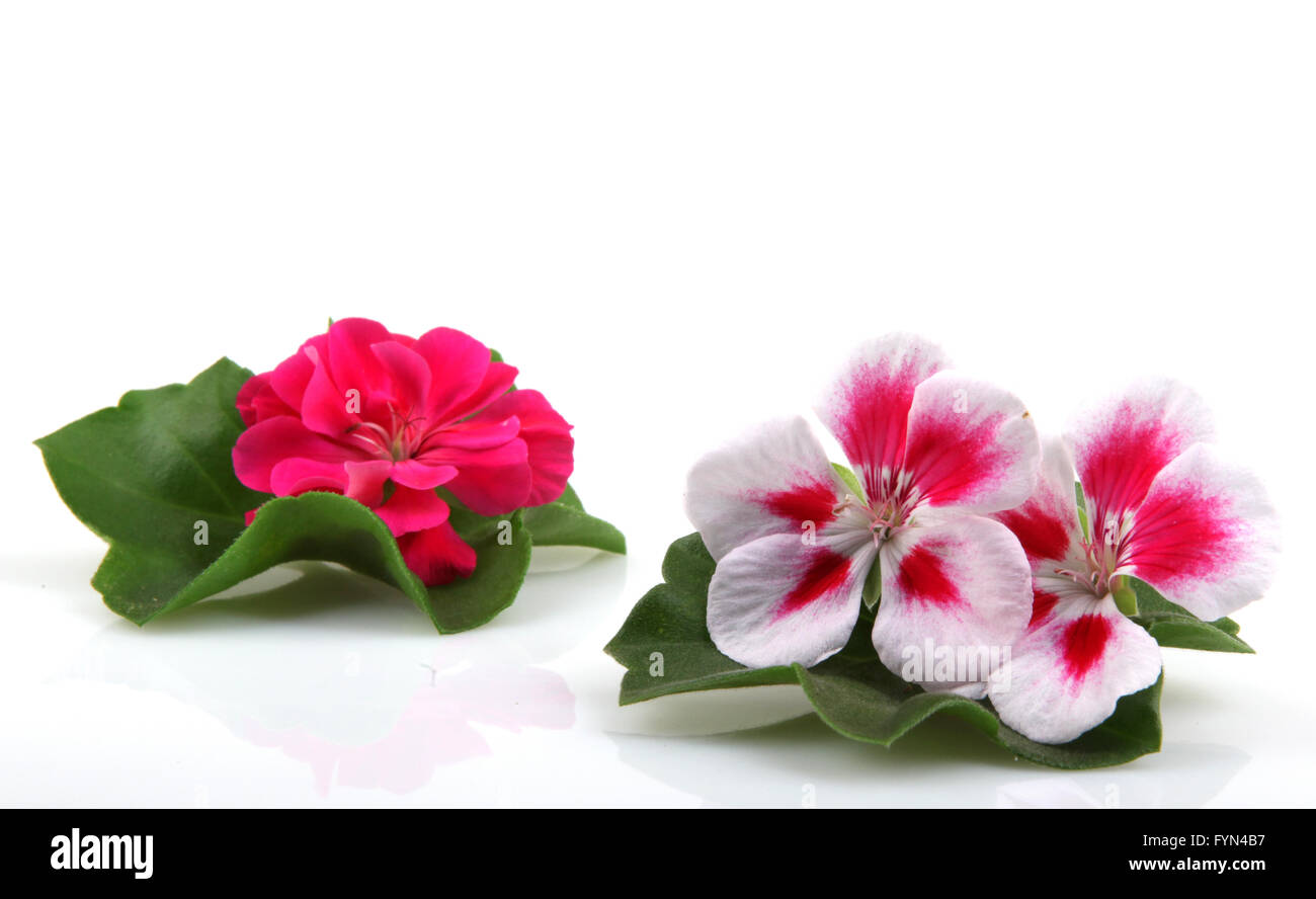 Geranium fl hi-res stock photography and images - Alamy