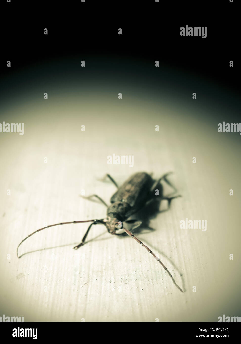 Daytime ergates hi-res stock photography and images - Alamy