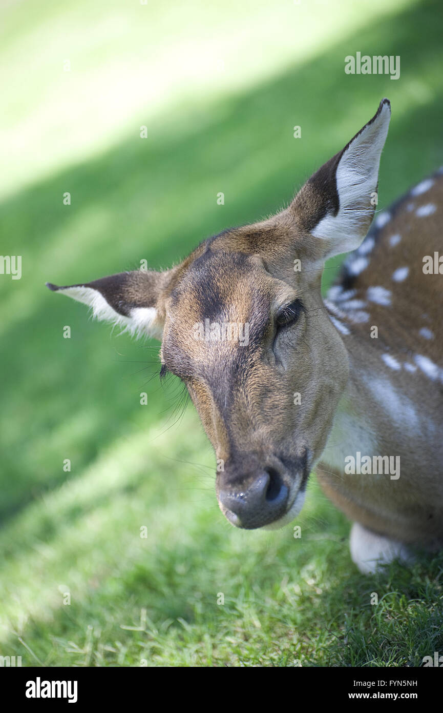 Spotted doe hi-res stock photography and images - Alamy