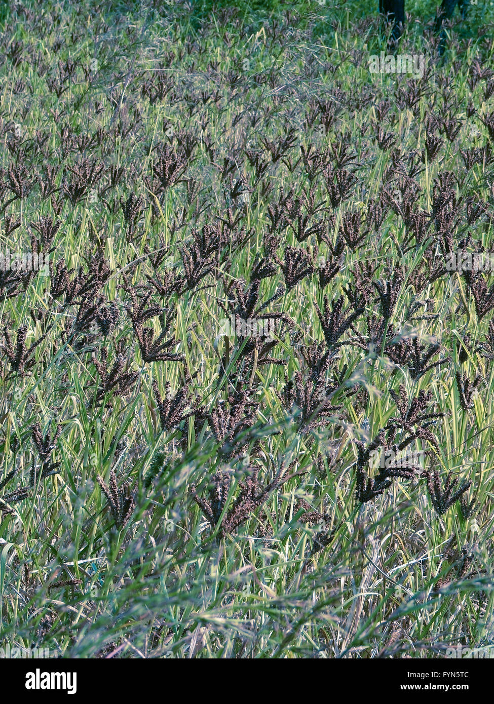 Field of Finger Millet Stock Photo - Alamy