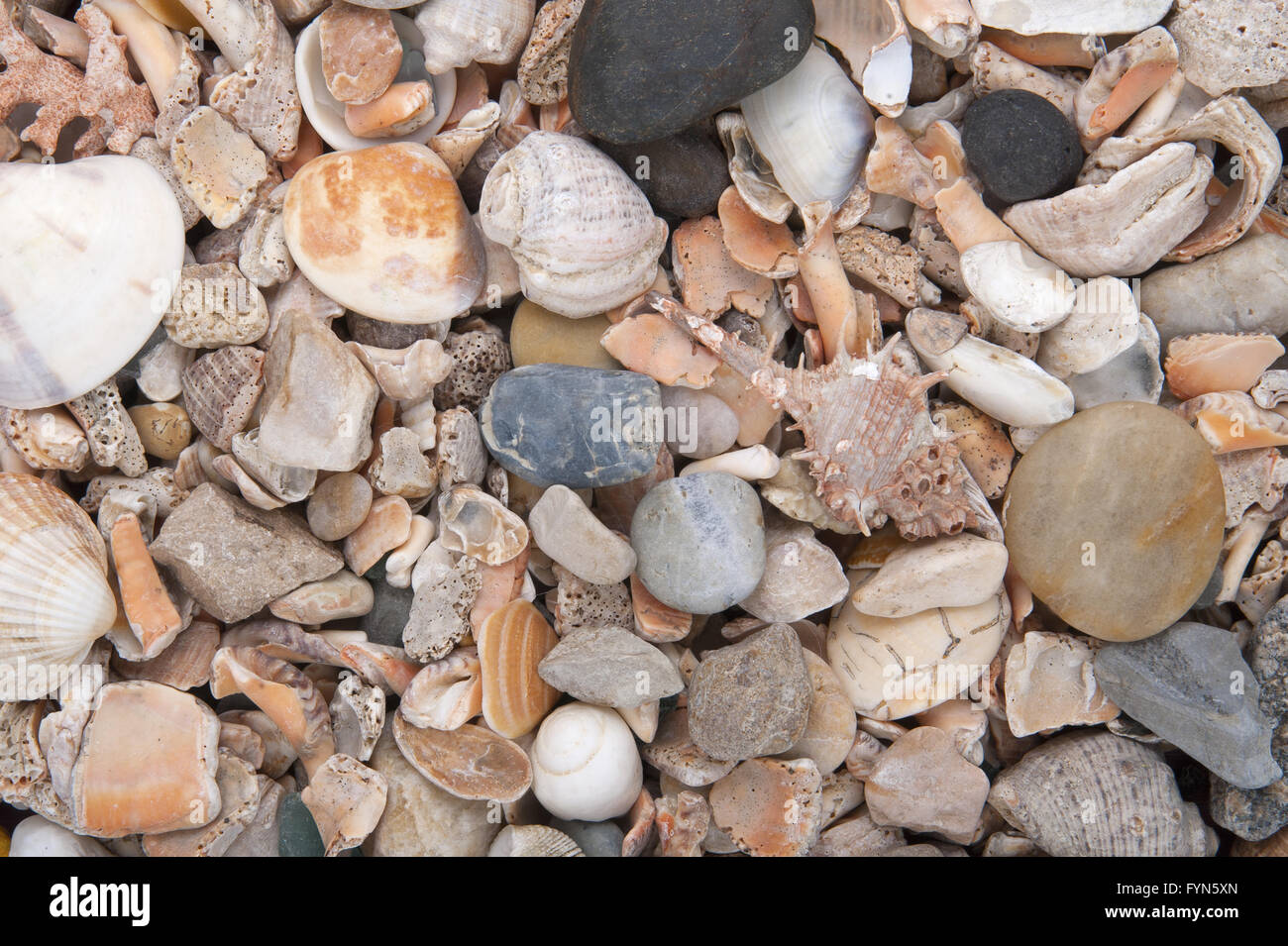 Stones seashells hi-res stock photography and images - Alamy
