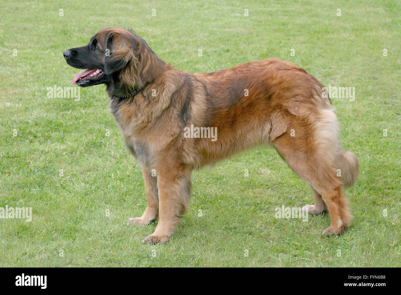 Fluffy leonberger in dog hi-res stock photography and images - Alamy