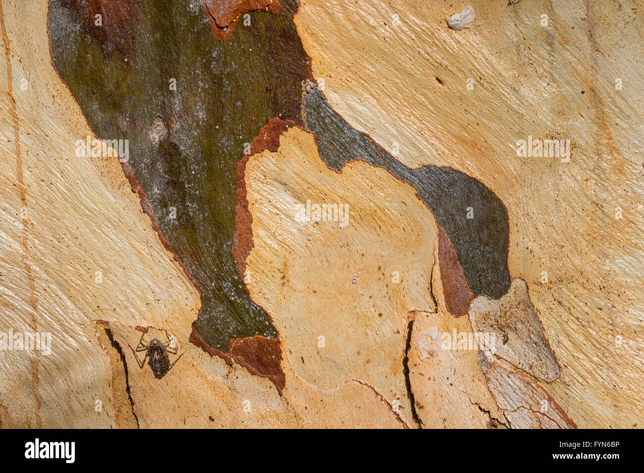 Detail of Australian bark with an insect Stock Photo - Alamy