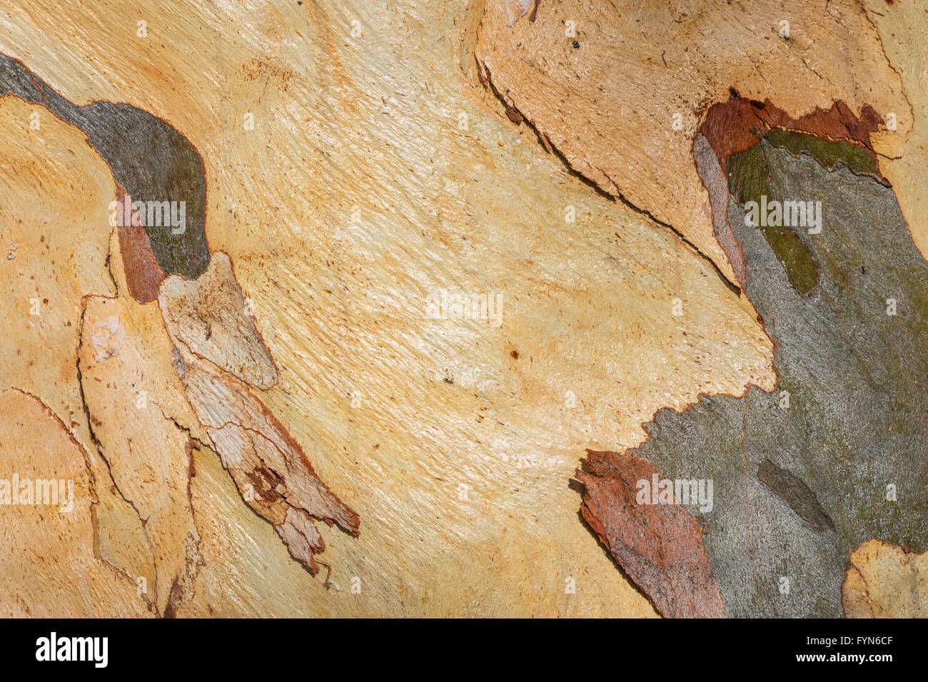 Australia australian bark hi-res stock photography and images - Alamy