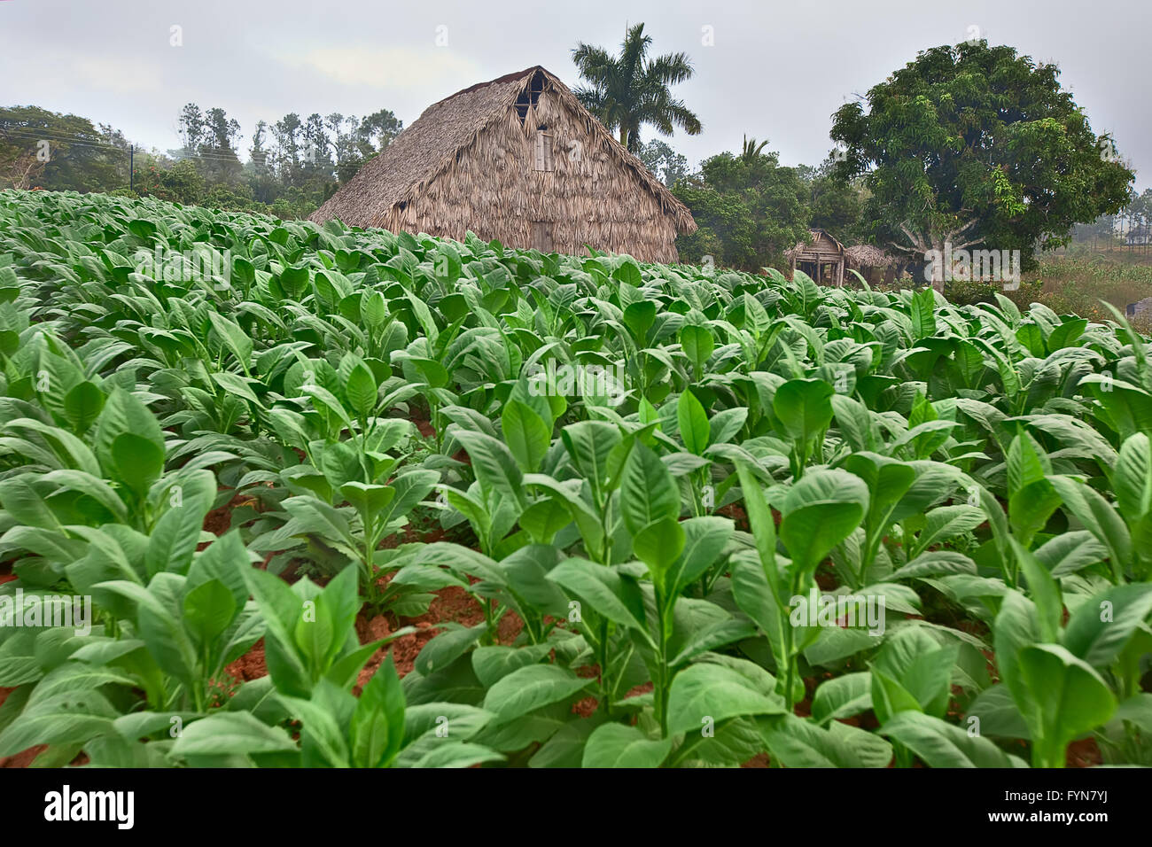 Tobacco Harvesting High Resolution Stock Photography and Images - Alamy