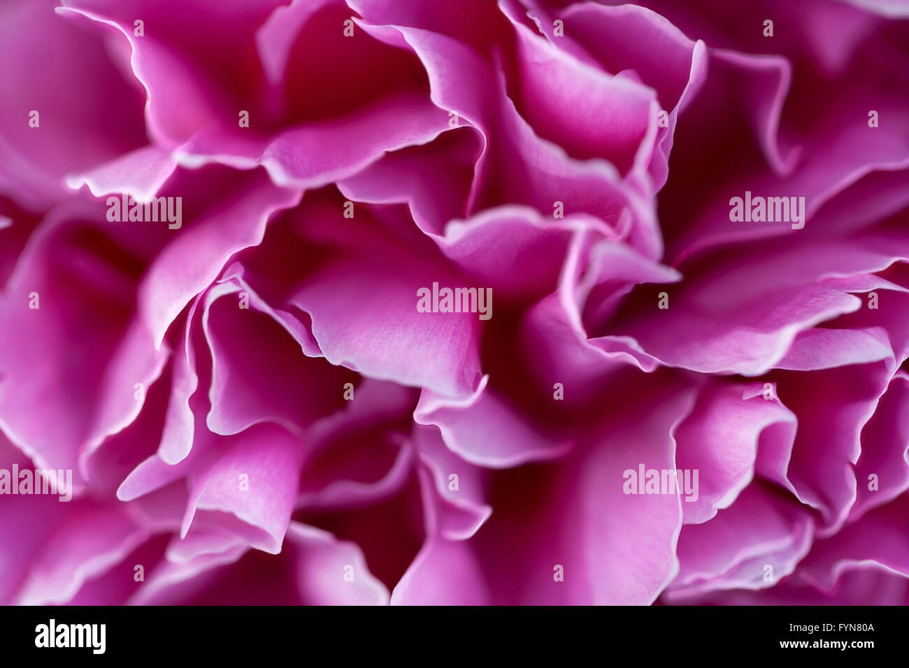 Pink flower petals Stock Photo - Alamy