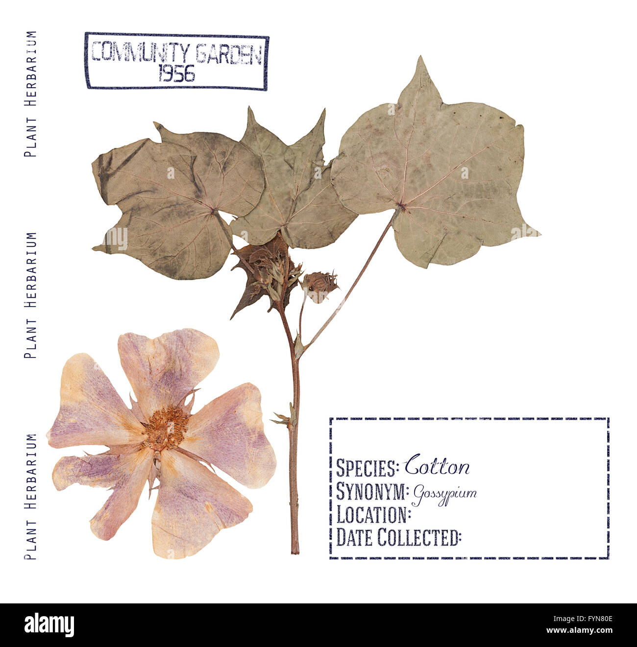 Herbarium pressed plant cotton. Flower, leave, stem isolated on white ...