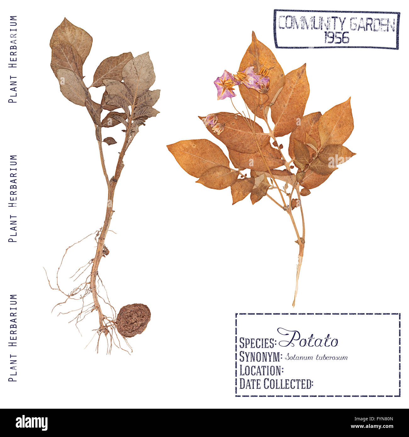 Herbarium of pressed parts of the plant potatoes. Leaf, stem, flower ...