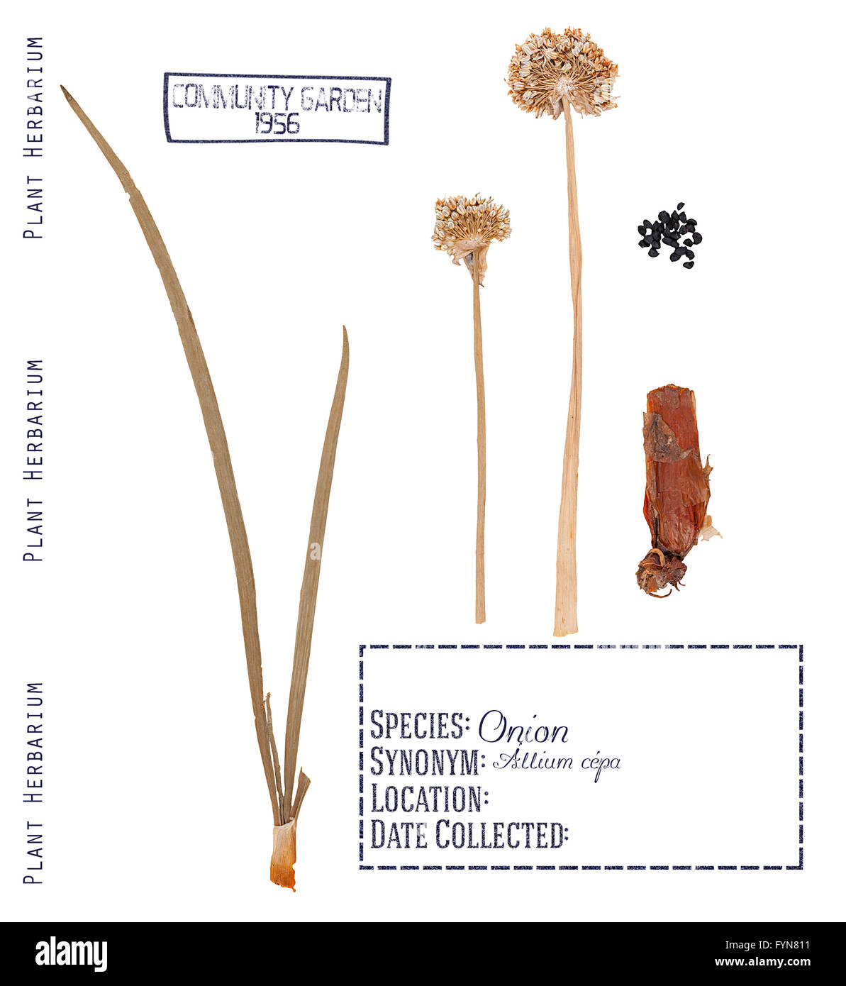 Parts of plant hi-res stock photography and images - Alamy