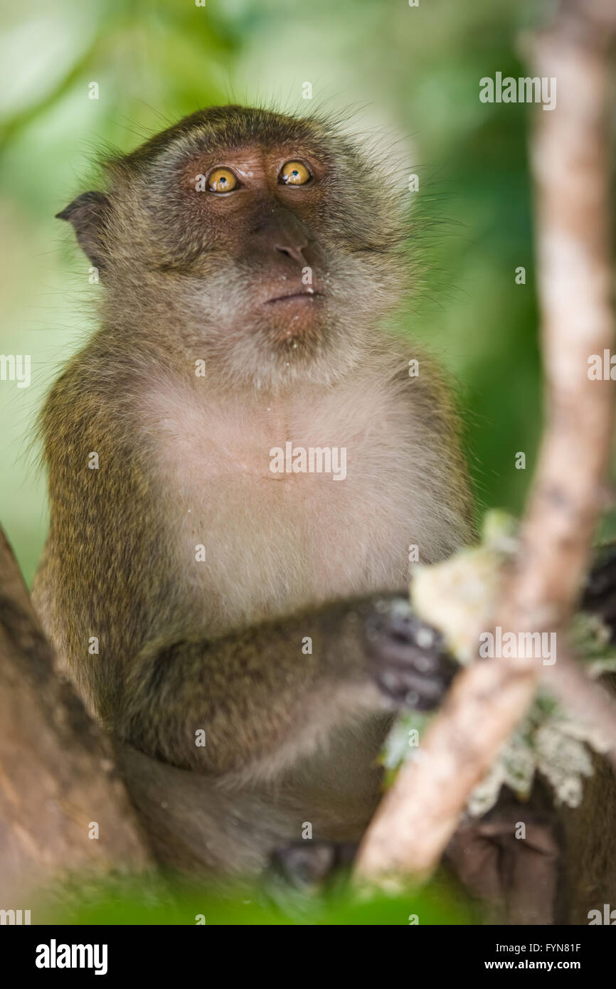 Vietnam zoo monkey hi-res stock photography and images - Alamy