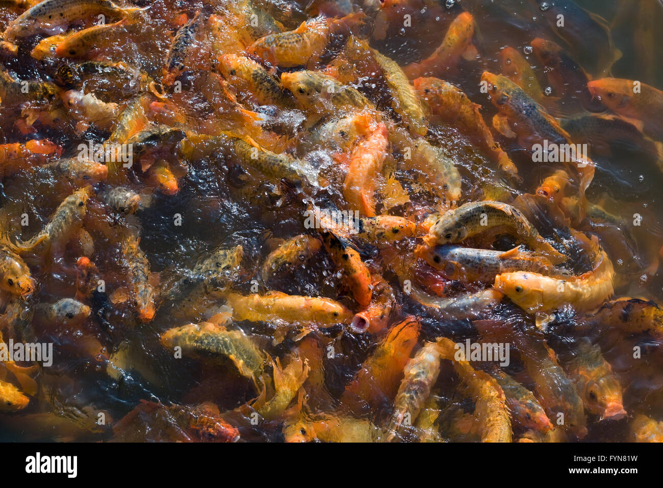 Koi tail hi-res stock photography and images - Alamy