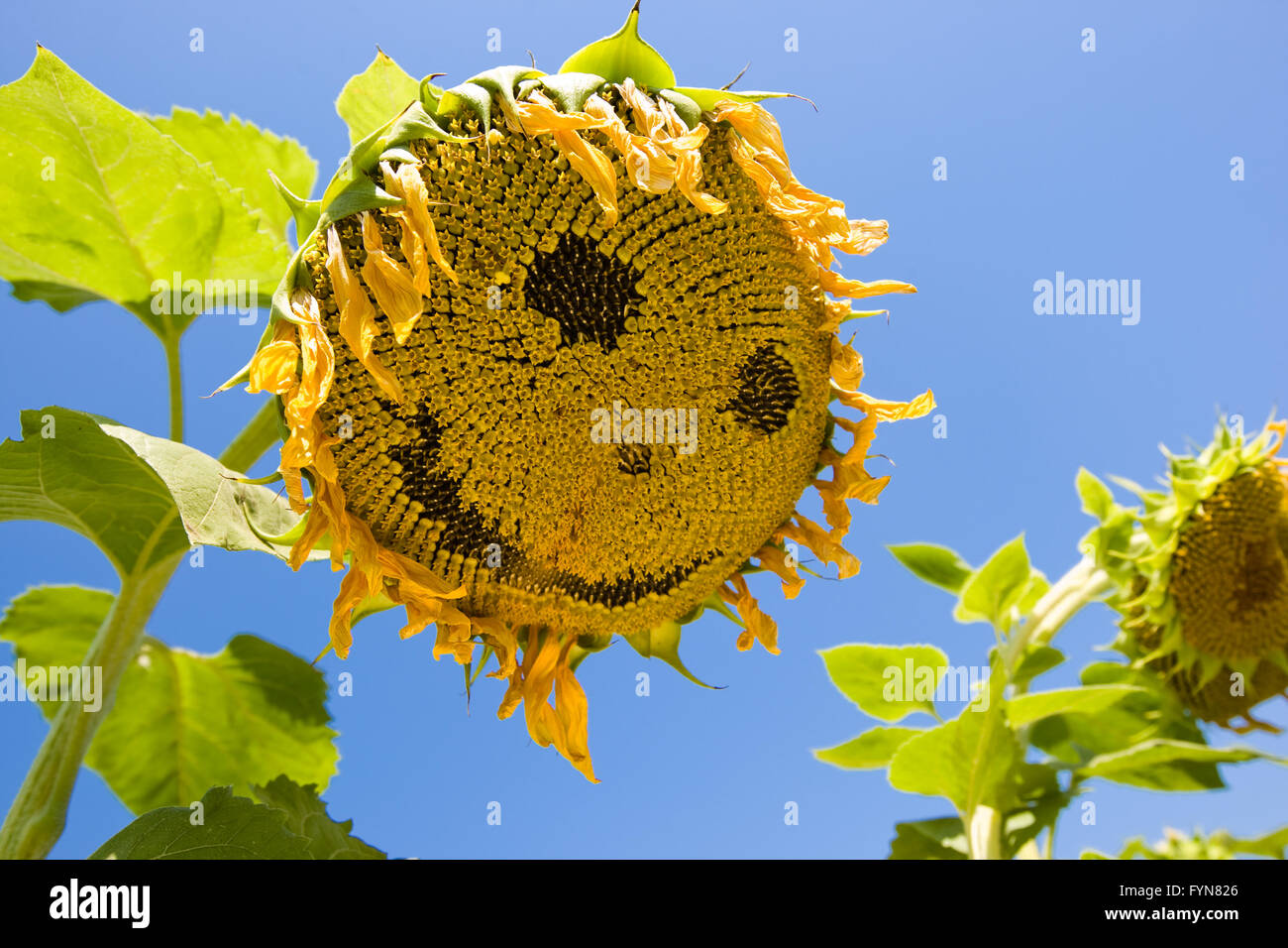 Smiling sunflower hi-res stock photography and images - Alamy