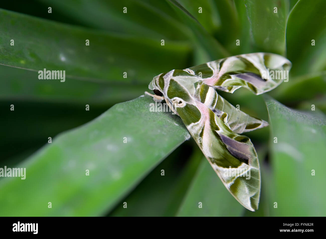 Butterfly close up hi-res stock photography and images - Alamy