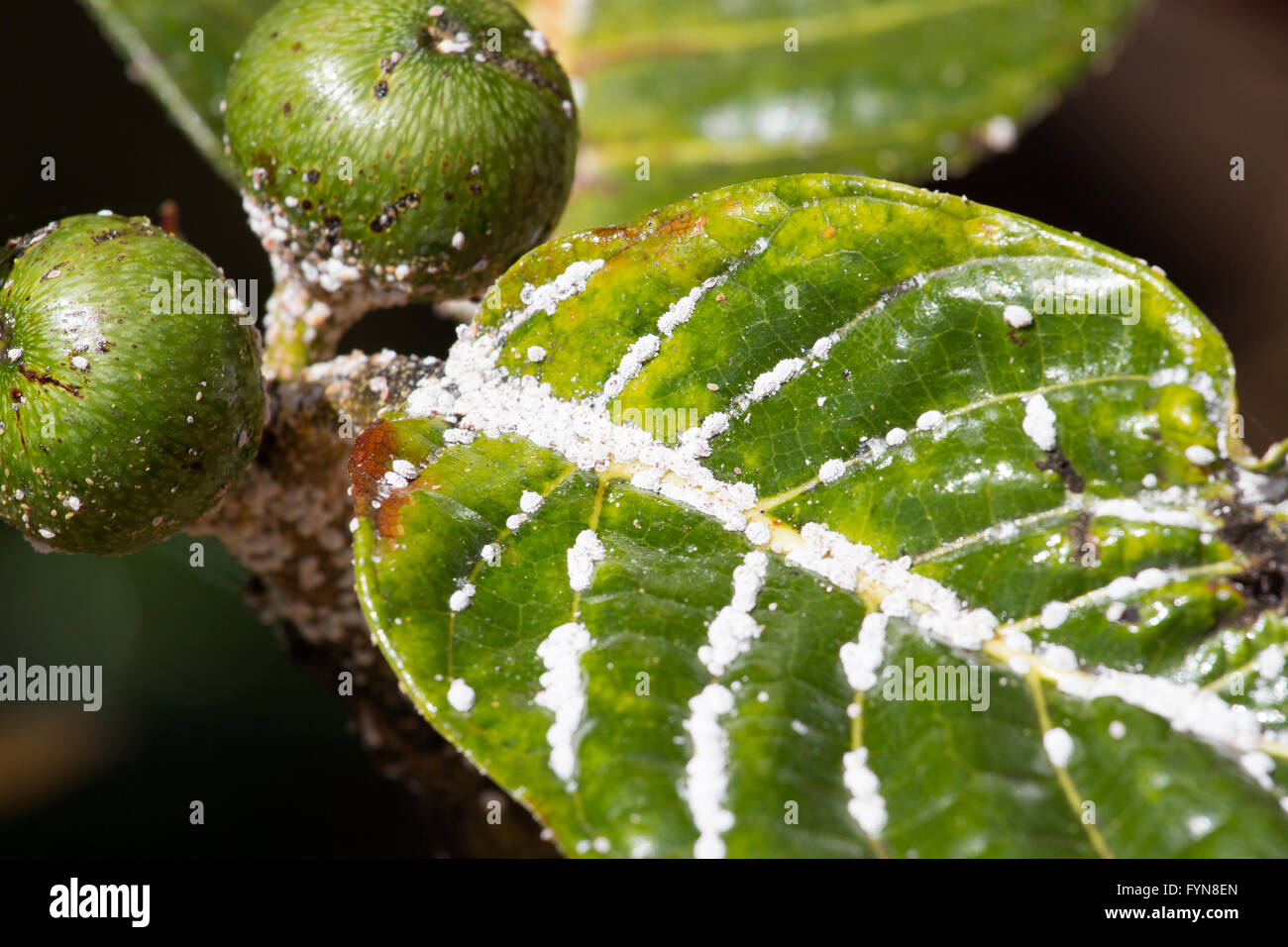 Mealybug on leaf figs. Plant insect infestation Stock Photo - Alamy
