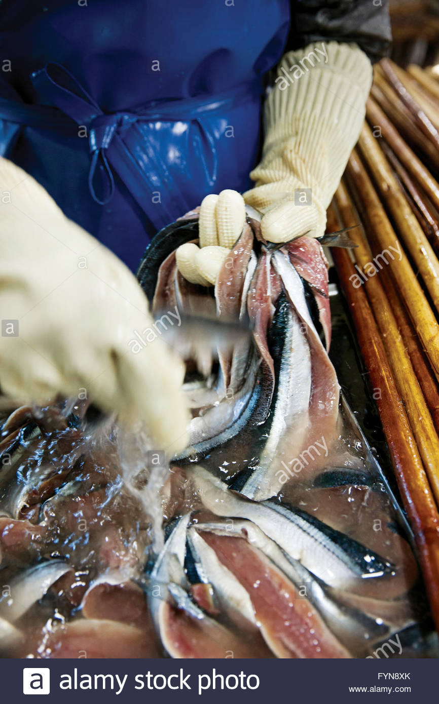 Cross Section Fish High Resolution Stock Photography and Images - Alamy