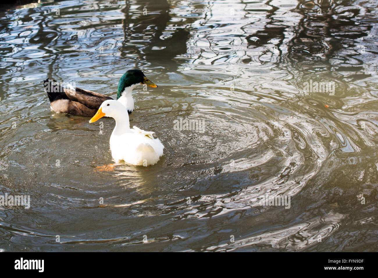 A few ducks swim in a pond in spring time Stock Photo - Alamy