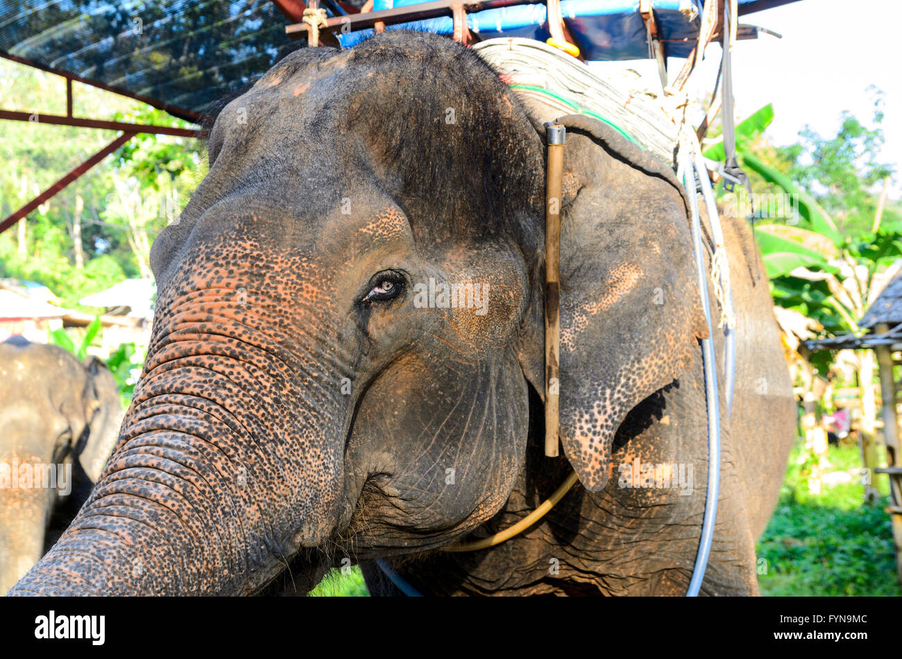 Domestic elephant hi-res stock photography and images - Alamy