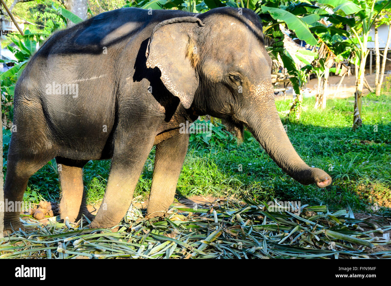 Domestic elephant hi-res stock photography and images - Alamy