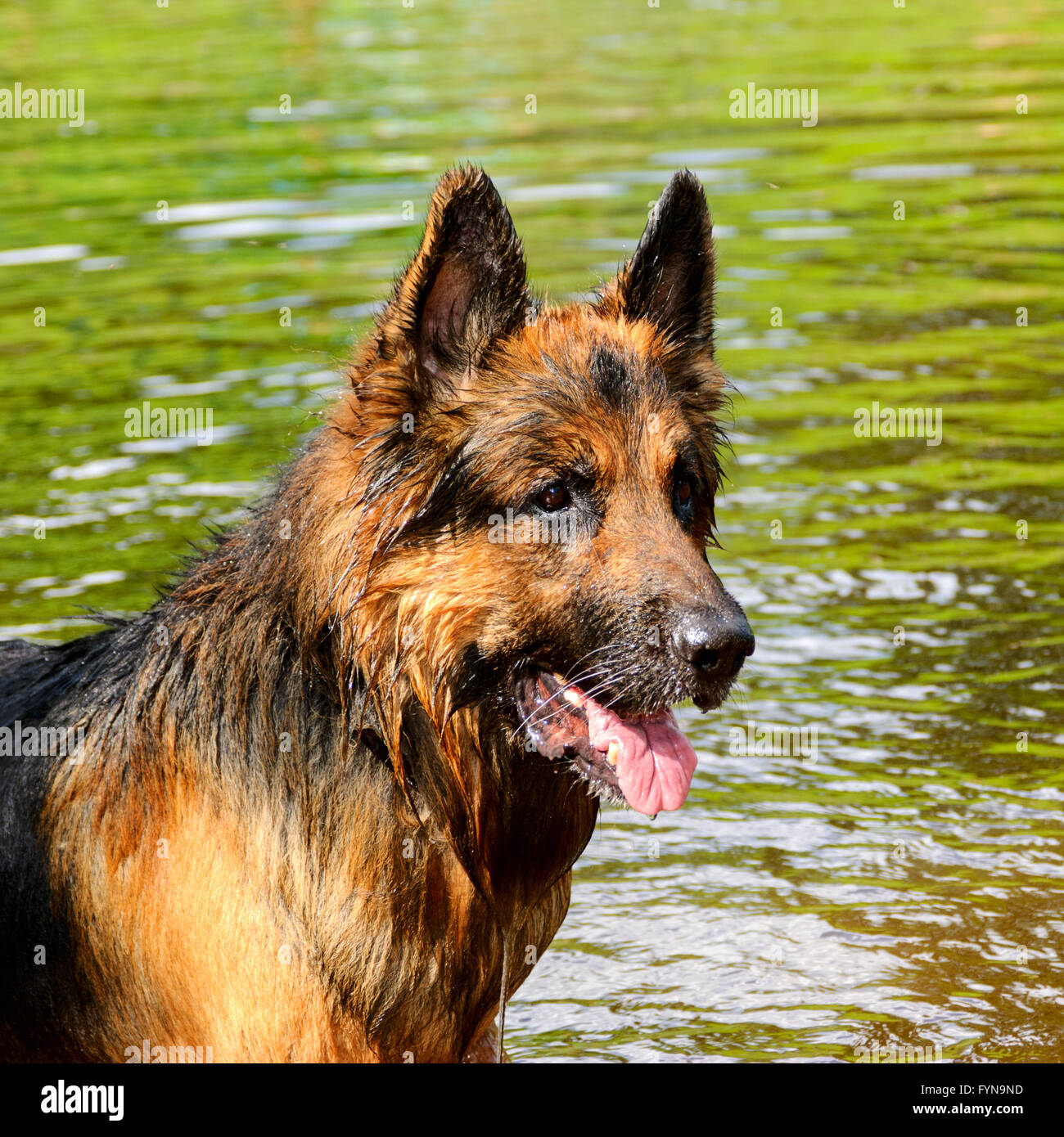 German shepherd shiny fur hi-res stock photography and images - Alamy