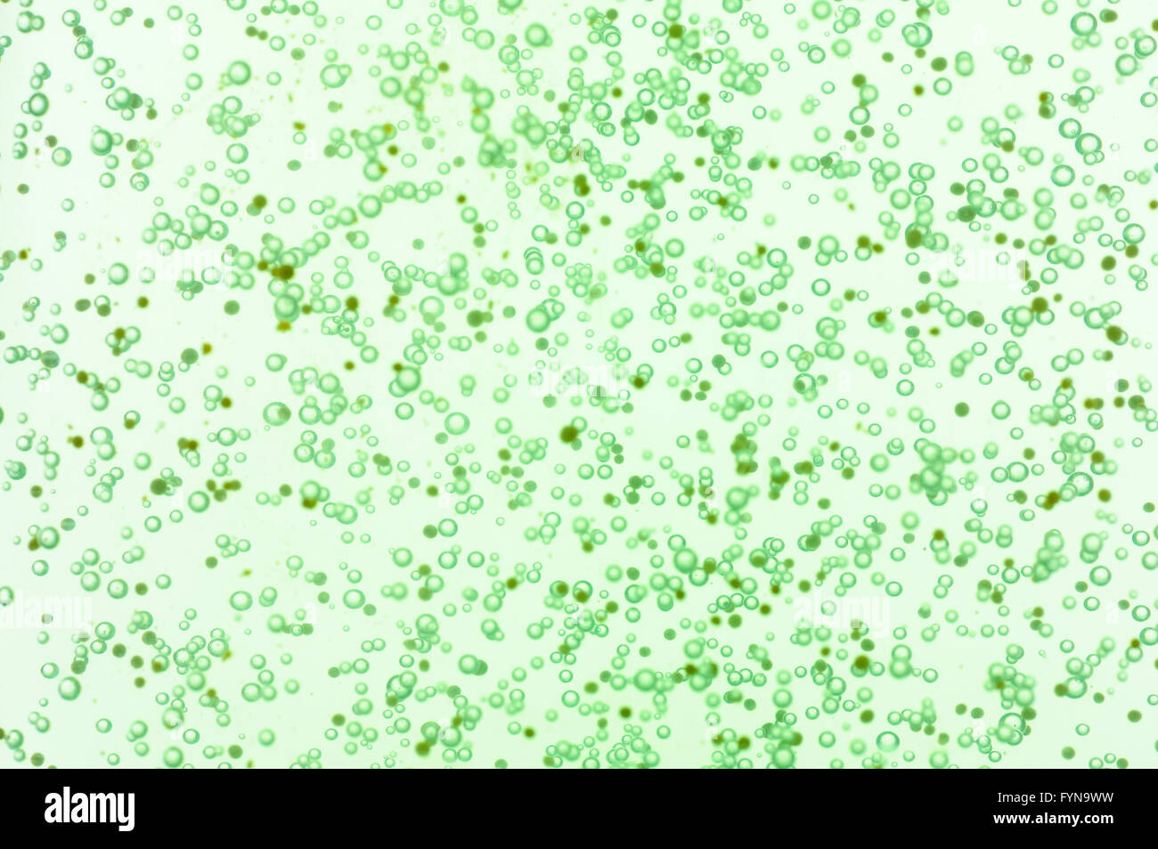closeup of green shower gel structure Stock Photo - Alamy