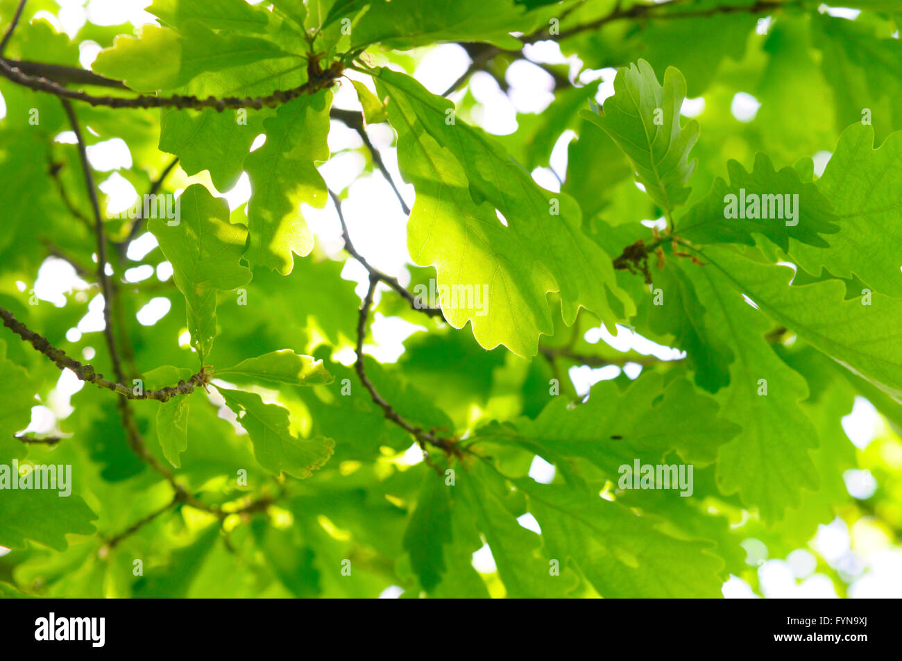 rich oak foliage Stock Photo - Alamy