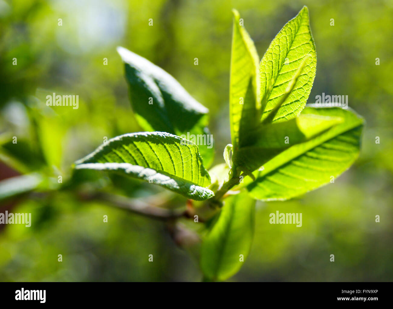 rich tree leaves Stock Photo - Alamy