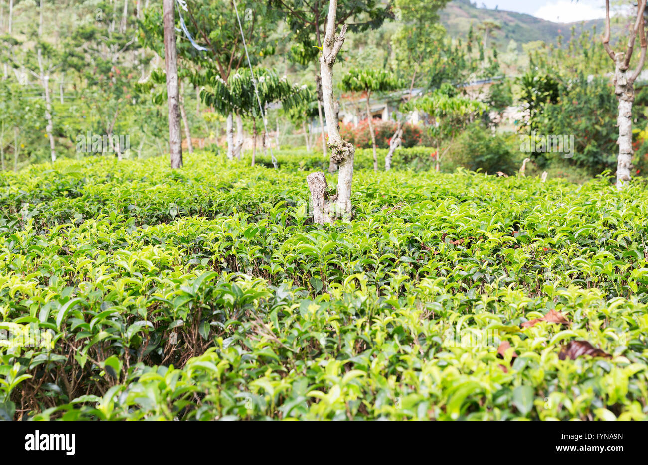 tea plantation field on Sri Lanka Stock Photo - Alamy