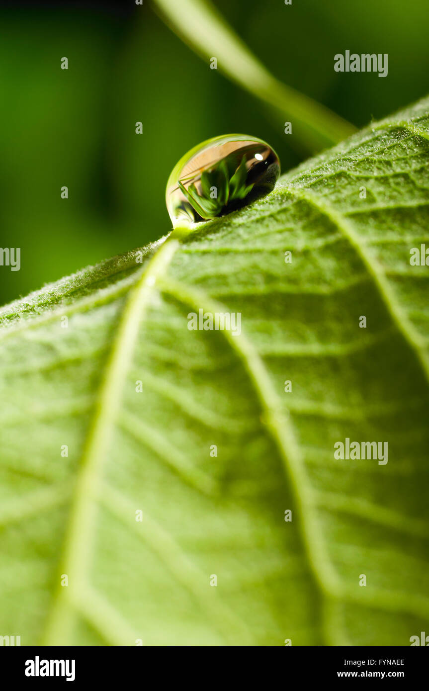 water drop on leaf Stock Photo - Alamy