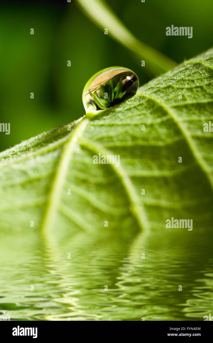 fresh green leaf Stock Photo - Alamy