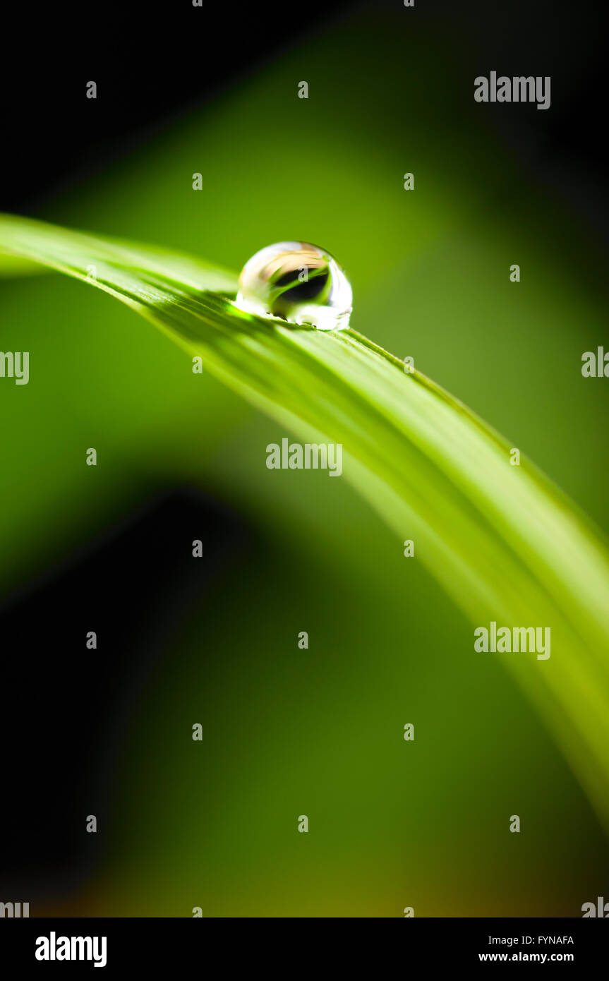 water drop on grass Stock Photo - Alamy