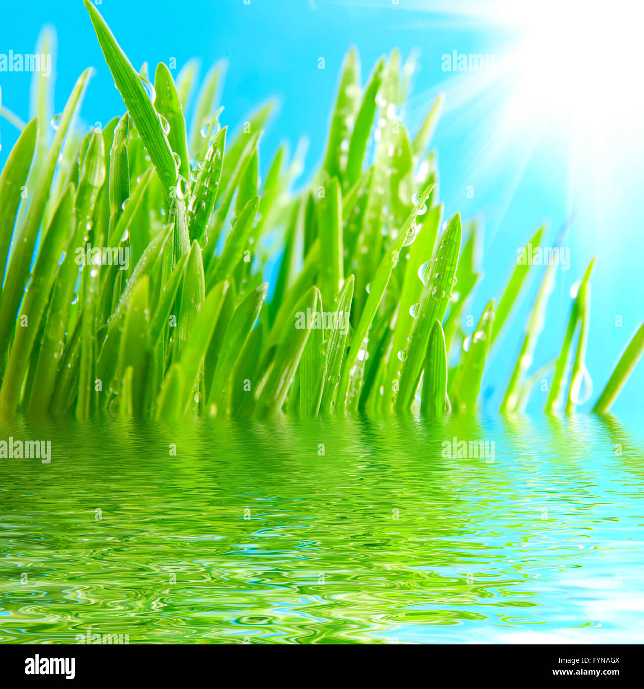 grass and water Stock Photo - Alamy