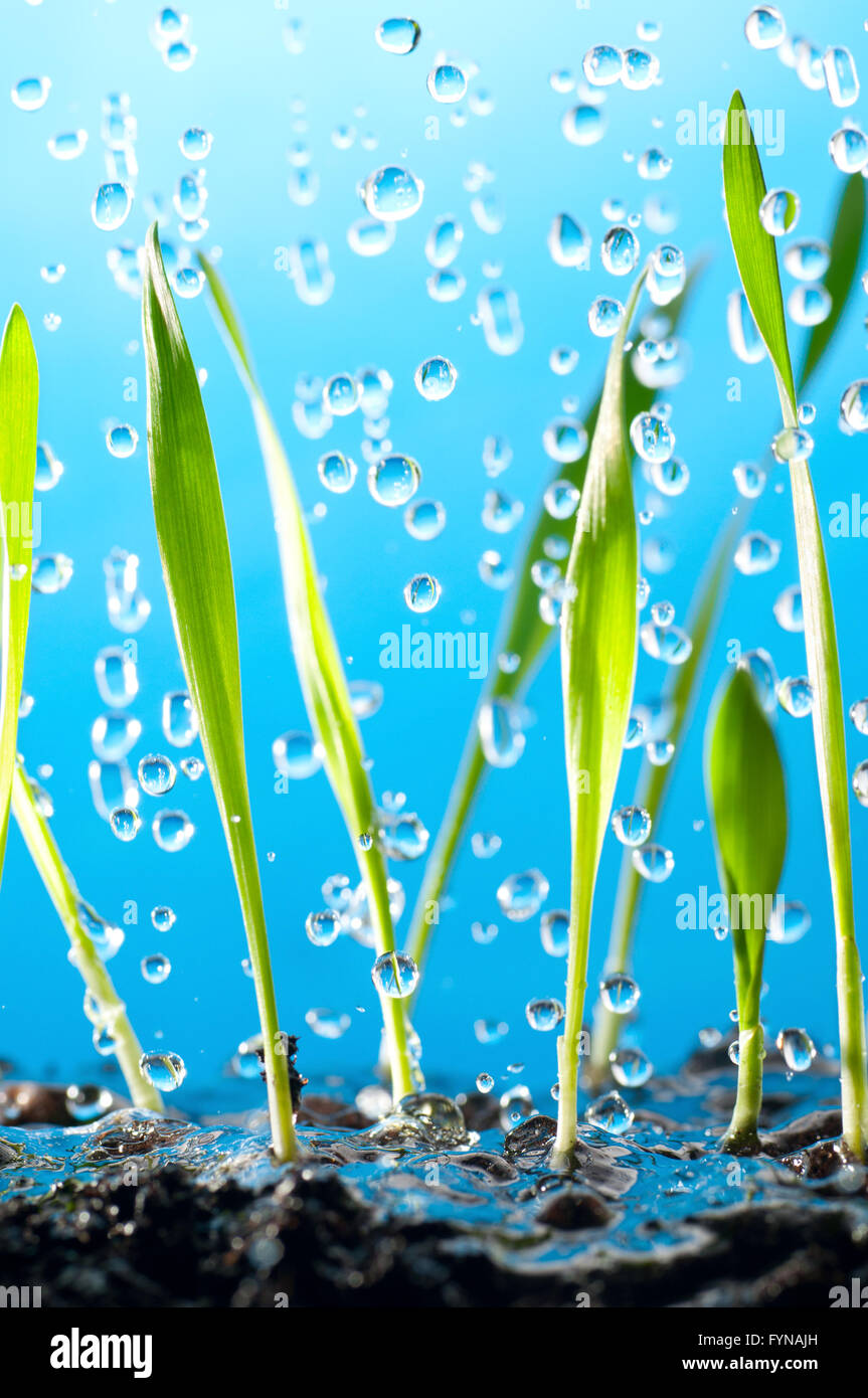 Wet bud growing field bud hi-res stock photography and images - Alamy