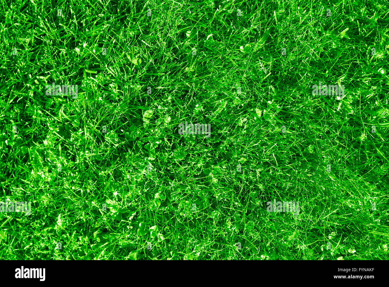natural grass background Stock Photo - Alamy